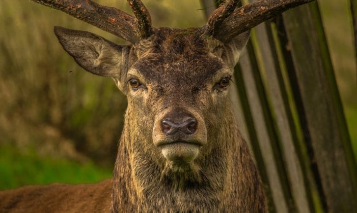 Jak Się Liczy Poroże Jelenia?